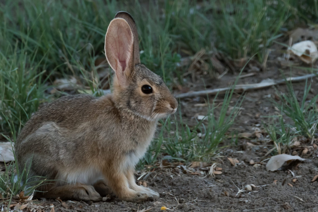 Baby Cottontail, Waterflow, NM | Cornerstone Business Solutions